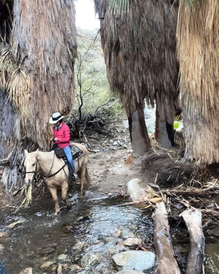 SMOKE TREE STABLES - Updated April 2025 - 352 Photos & 321 Reviews ...