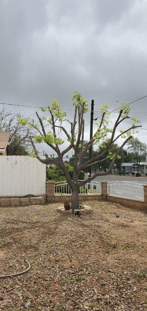 CHASTAIN TREE CARE - Updated October 2025 - 8930 Creekford Dr, Lakeside ...