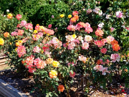 GEMINI PEACH AND ROSE FARM - Updated July 2024 - 14 Photos - 1300 ...