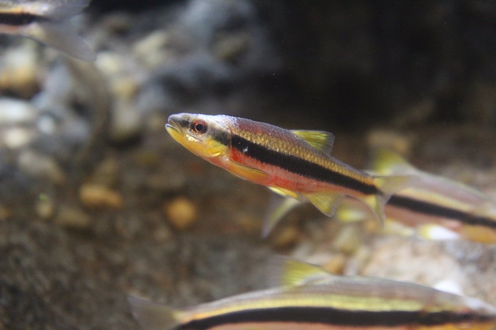 GO FISH EDUCATION CENTER - Updated August 2025 - 12 Photos - 1255 Perry ...