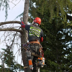 Best Tree Services Near Me - December 2025: Find Nearby Tree Services ...