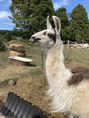 SALISBURY FARM - 61 Photos & 31 Reviews - 11 Peck Hill Rd, Johnston ...