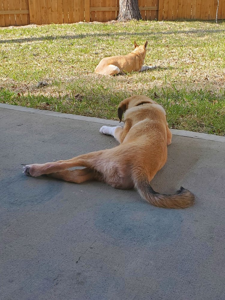 CONROE ANIMAL SHELTER - Updated October 2025 - 16 Reviews - 407 Sgt Ed ...