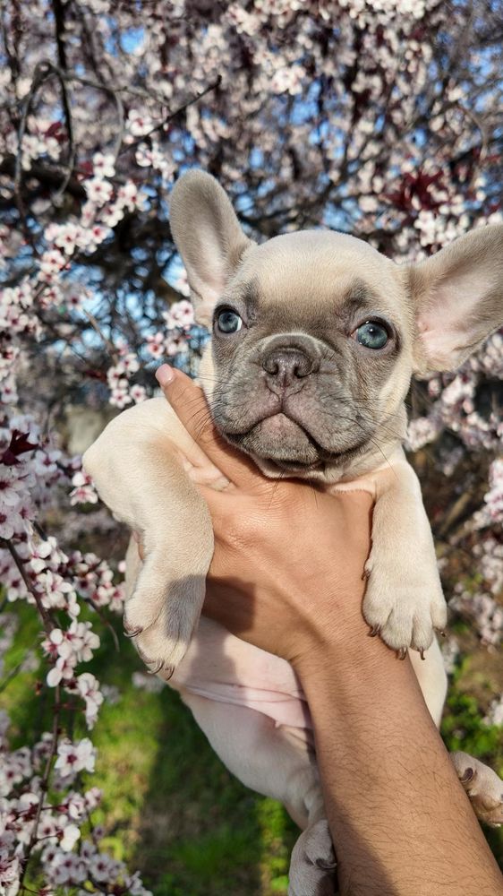 FOREIGN FRENCHIES - Updated May 2025 - Request Information - 1320 ...