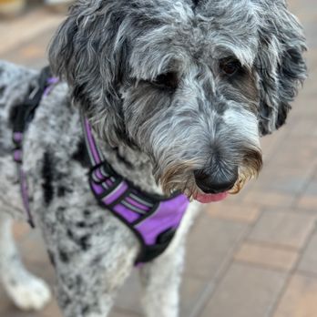 CALIFORNIA DOODLE RESCUE - Updated December 2025 - 74 Photos & 74 ...