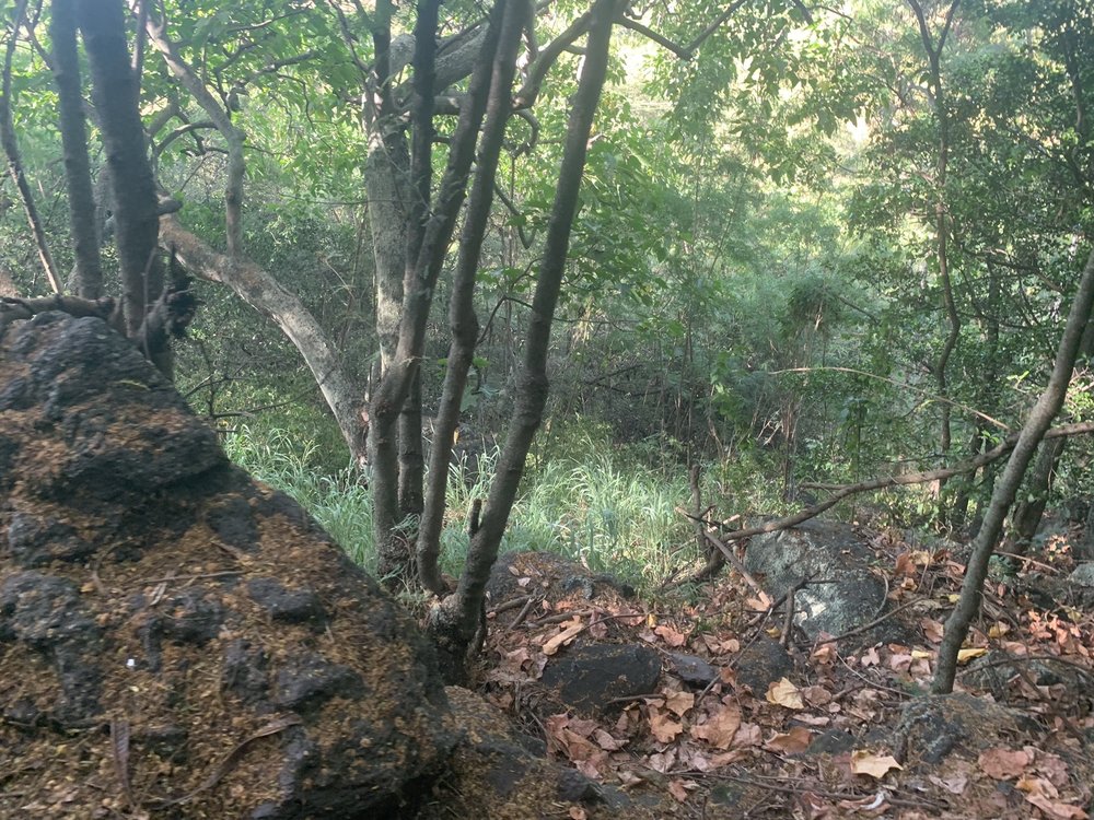 KEALIA TRAIL - 422 Photos & 94 Reviews - Dillingham Airfield, Mokuleia ...