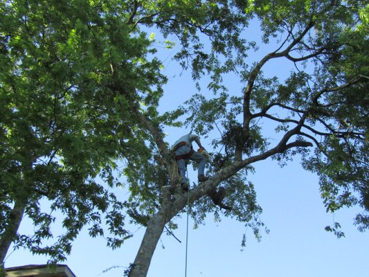 JAMES TREE SERVICE - Updated December 2025 - 36 Photos & 12 Reviews ...