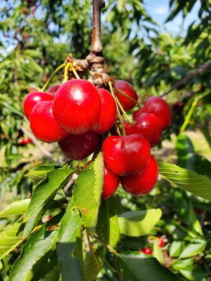 FREITAS CHERRY RANCH - Updated May 2024 - 39 Photos & 47 Reviews - 555 ...