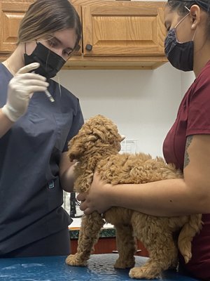 KEW GARDENS ANIMAL HOSPITAL - Updated September 2025 - 25 Photos & 70 ...