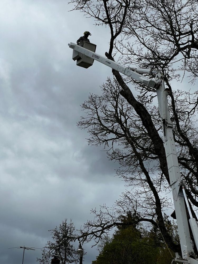PRO TREE REMOVING AND LANDSCAPING - Updated March 2026 - Request a ...