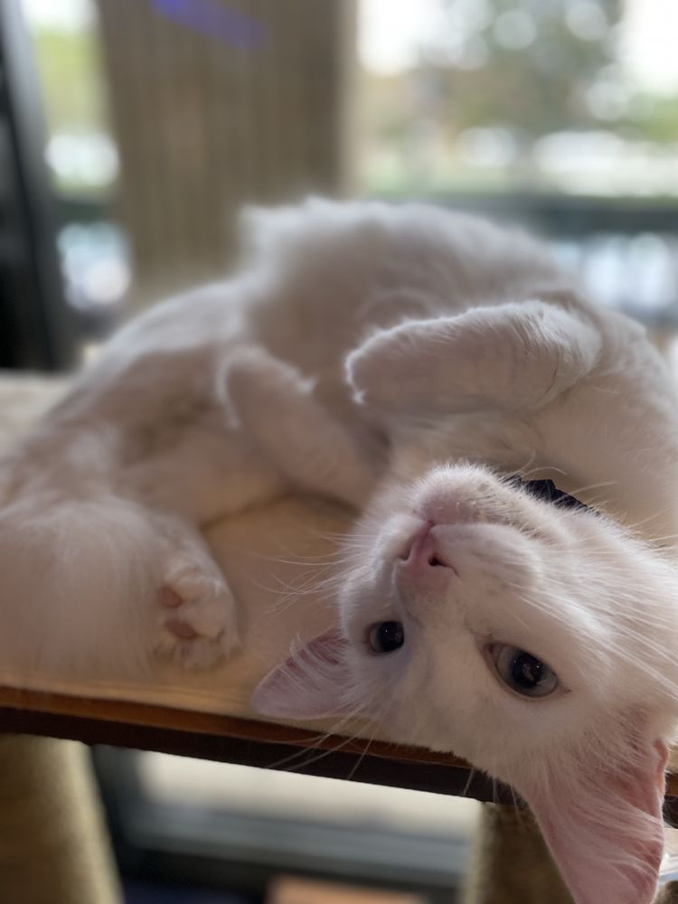 PURRFECT PAUSE - Updated December 2025 - 46 Photos & 11 Reviews - 5290 ...