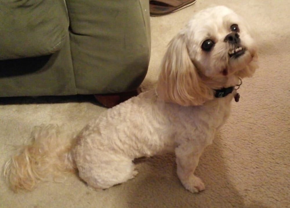 TIDY DOGS GROOMING SPA - Updated July 2025 - 14 Reviews - 2215 Rowland ...