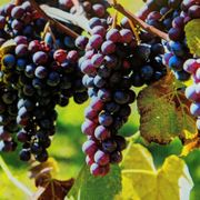 CROSSING VINEYARDS & WINERY - 210 Photos & 180 Reviews - 1853 ...