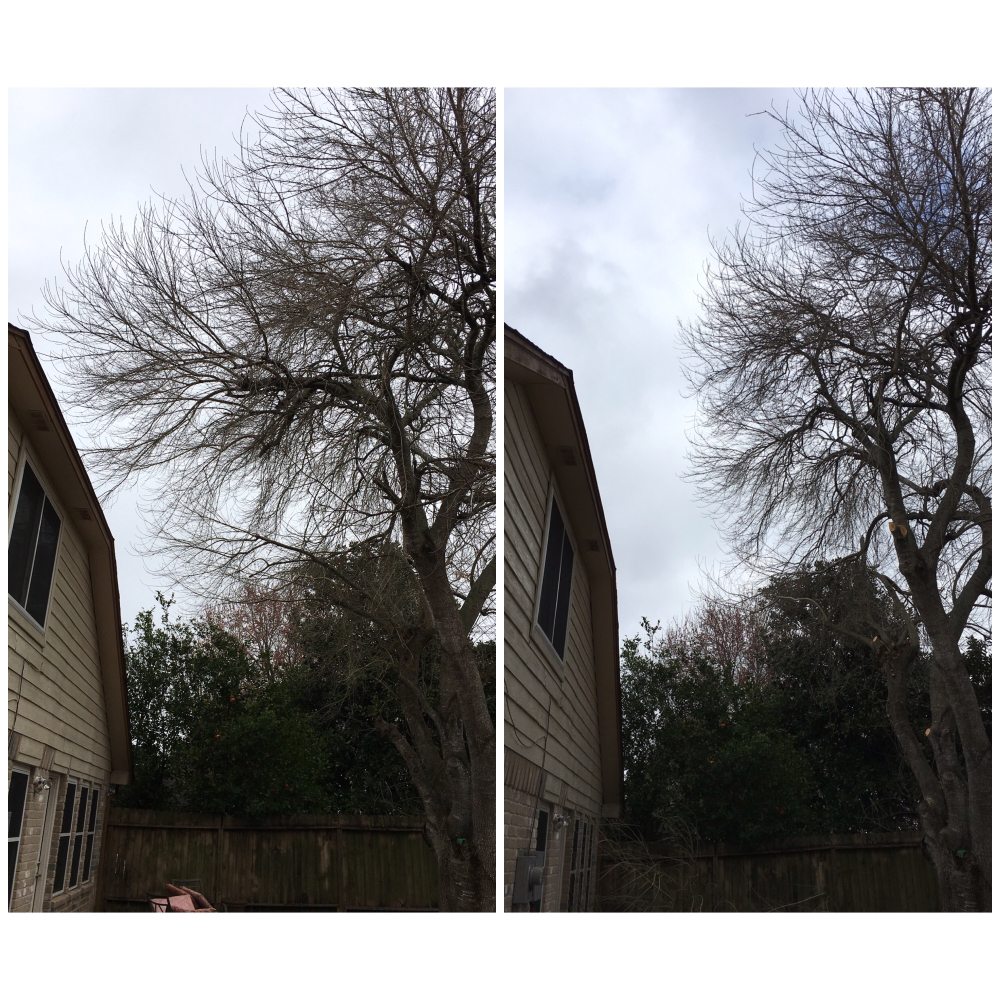MASON TREES - 26 Photos - Sugar Land, Texas - Tree Services - Phone ...