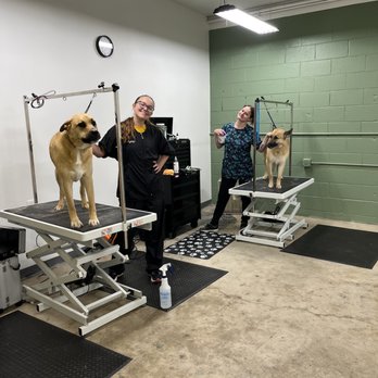 TANGLED TAILS GROOMING SALON - Updated March 2025 - 18 Photos & 17 ...