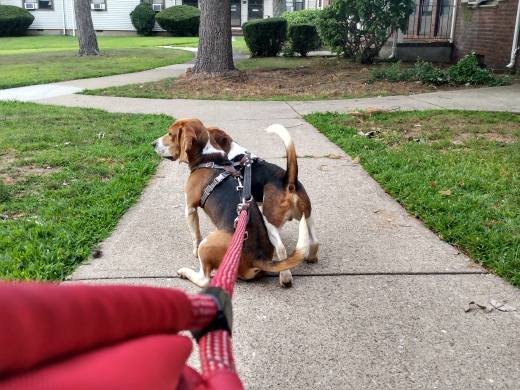 BEAGLE BROS - Clifton, NJ - Yelp