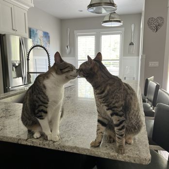 SIMPLY CATS ADOPTION CENTER - Updated May 2026 - 36 Photos & 30 Reviews ...