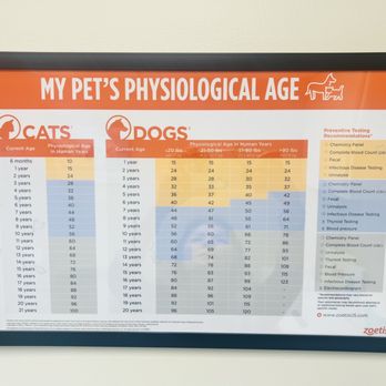 LINCOLN PET CLINIC - Updated January 2026 - 20 Reviews - 870 East Ave ...