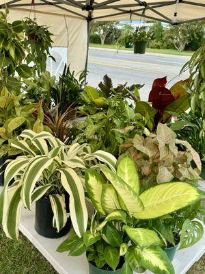 THE PLANT FREAK NURSERY - Updated May 2026 - 69 Photos - 2763 W Rialto ...