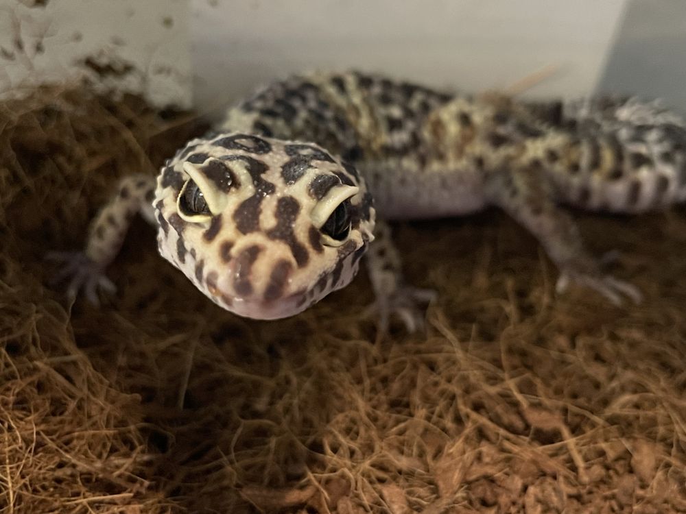HUNTS EXOTICS - Updated December 2024 - Request Information - 37 Photos - Umatilla, Florida ...