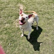 ANDERSON COUNTY PAWS - 15 Photos & 12 Reviews - 1320 Hwy 29 S, Anderson ...