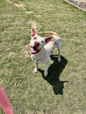 Anderson County PAWS - Updated June 2026 - 15 Photos & 15 Reviews ...