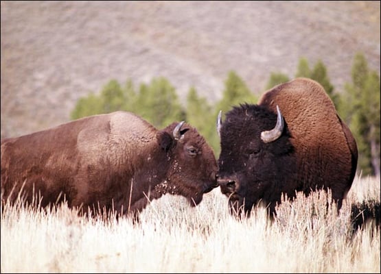 H2H BISON RANCH RV CAMPING - Updated October 2025 - 48 Photos - 30585 S ...