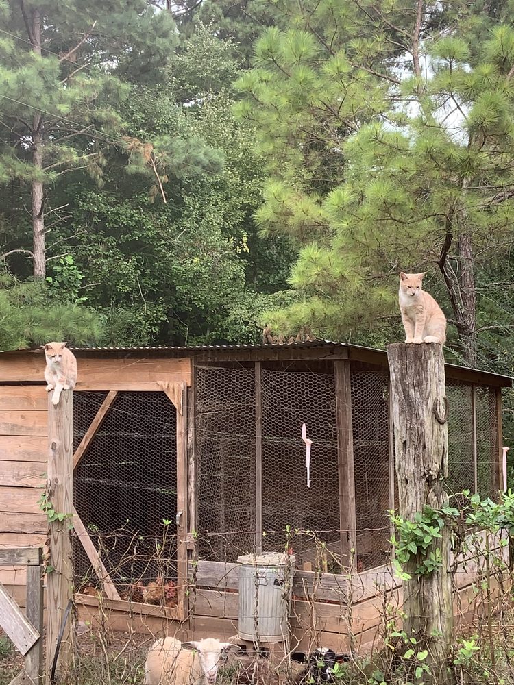 THE RICKETY BARN FARM - 134 Henry Merck Rd, Central, South Carolina ...