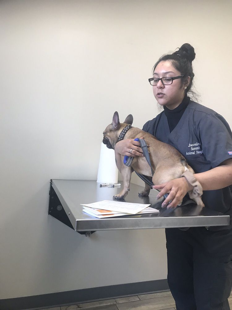 SUMMIT ANIMAL HOSPITAL - 53 Photos & 92 Reviews - 6050 S Harlem Ave ...