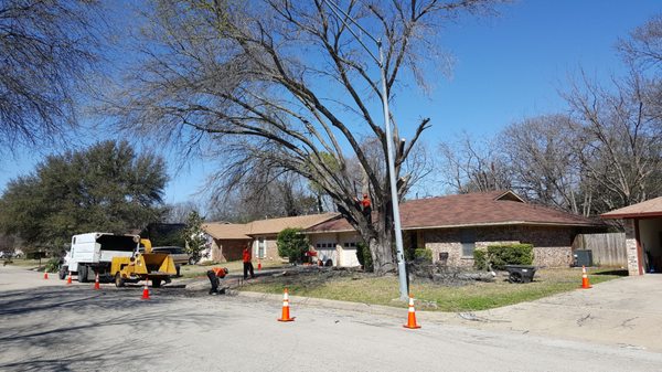 AFFORDABLE TREE CARE - Updated December 2025 - 36 Photos & 23 Reviews ...