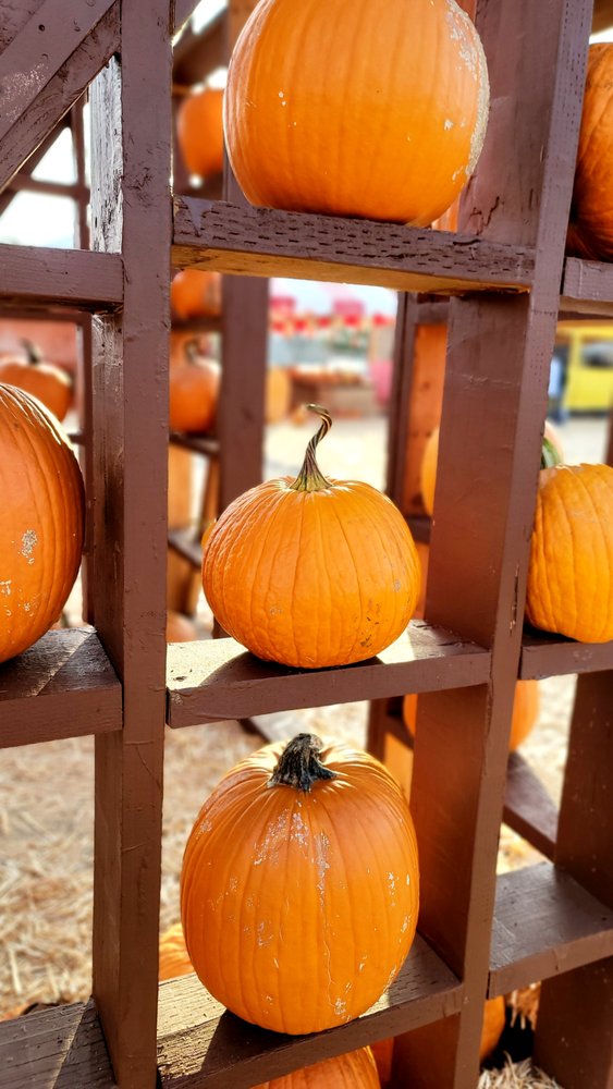 THE PUMPKIN FACTORY - 124 Photos & 77 Reviews - 1025 Westminster Mall ...