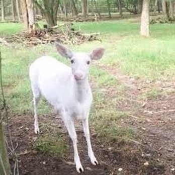 DOUBLE DIAMOND DEER RANCH - Updated October 2025 - 25 Photos & 11 ...