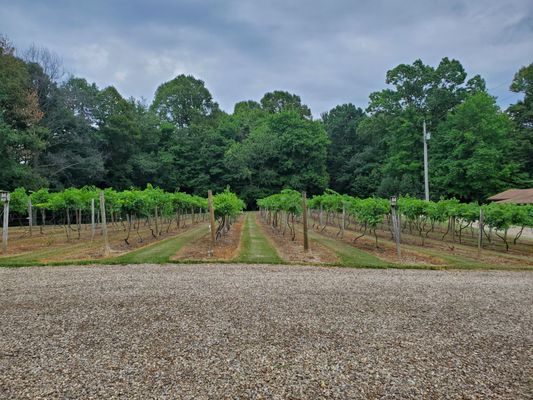 FRENCH RIDGE VINEYARDS & WINERY - 29 Photos & 20 Reviews - 2586 ...