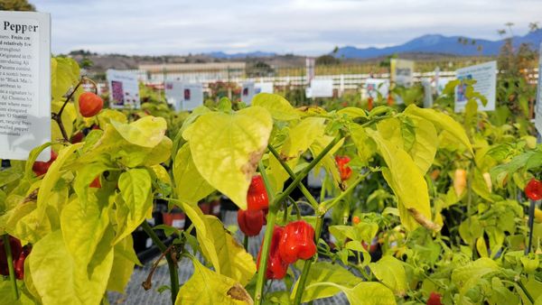CAL POLY POMONA FARM STORE - Updated May 2024 - 765 Photos & 199 ...