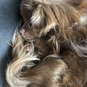 PAWS ATLANTA - Updated December 2025 - 84 Photos & 58 Reviews - 5287 ...