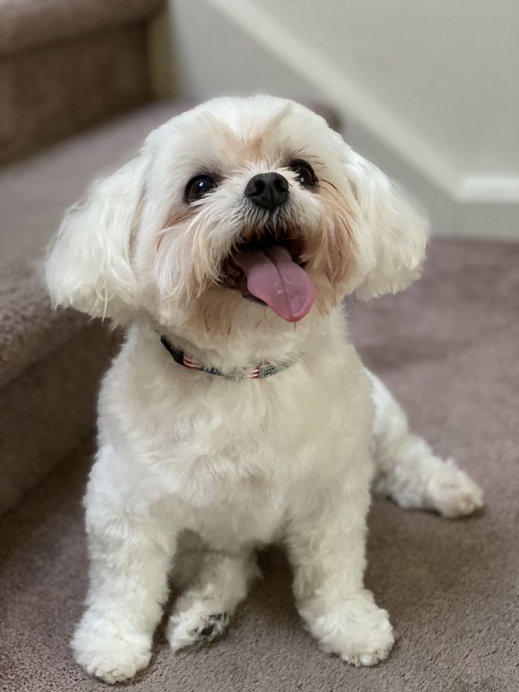 PRETTY PAWS MOBILE PET SPA - Updated July 2024 - 58 Photos & 50 Reviews ...