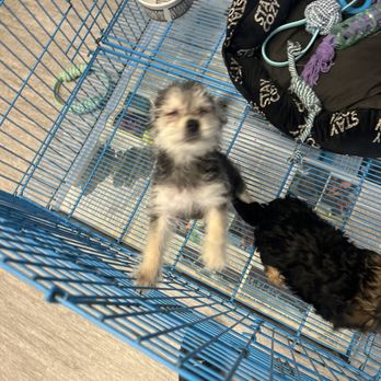 TINYTYKES PUPPIES - Updated August 2025 - 36 Photos & 27 Reviews - 2661 ...
