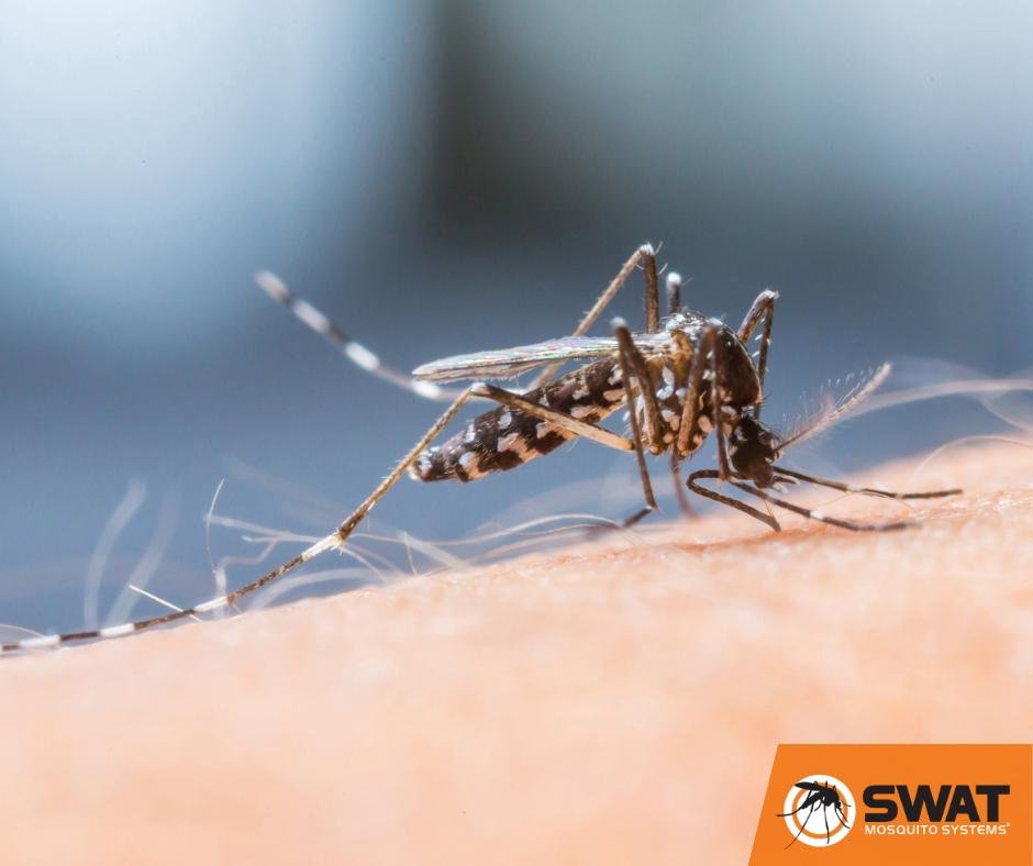 SWAT MOSQUITO SYSTEMS - Updated July 2025 - 31 Photos & 11 Reviews ...