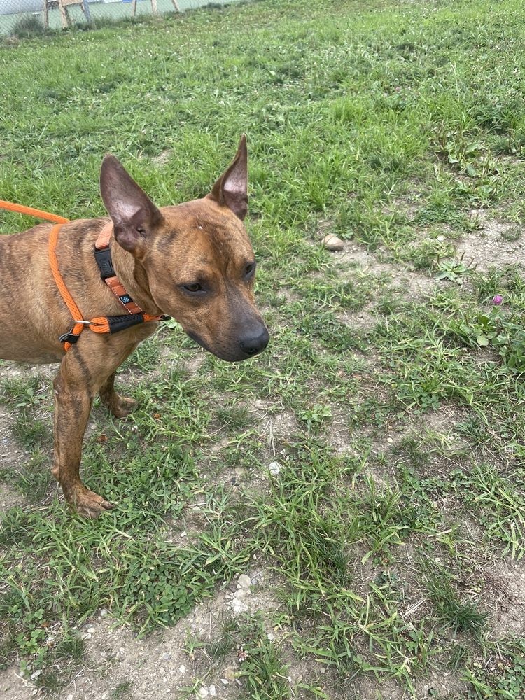 CITY DOGS - CLEVELAND - Updated July 2025 - 19 Photos - 9203 Detroit ...