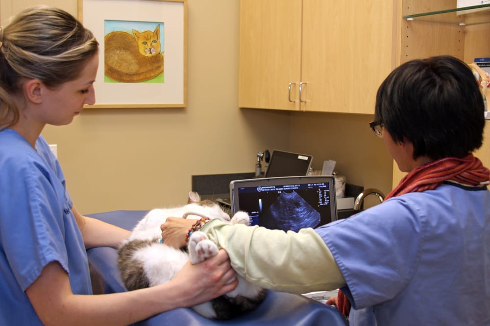 DAVID GONSKY, DVM - Updated October 2025 - 11 Photos - 815 W Randolph ...