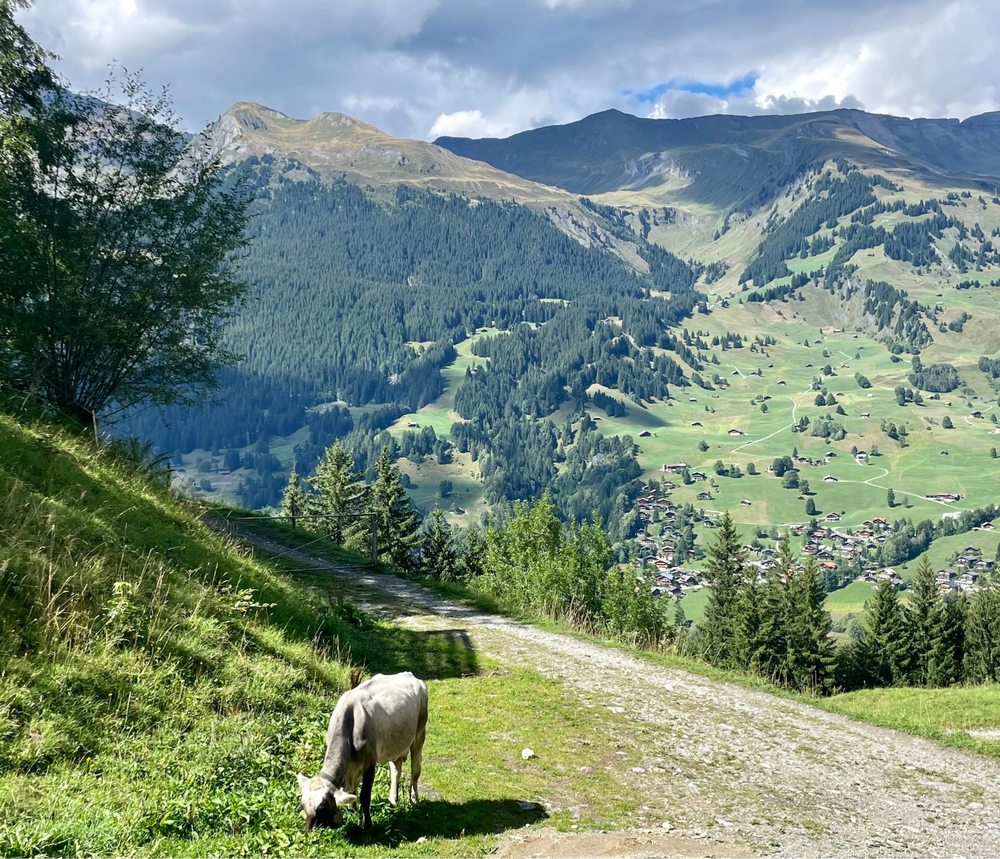 RODELBAHN PFINGSTEGG - Rybigässli 25, Grindelwald, Bern, Switzerland - Yelp
