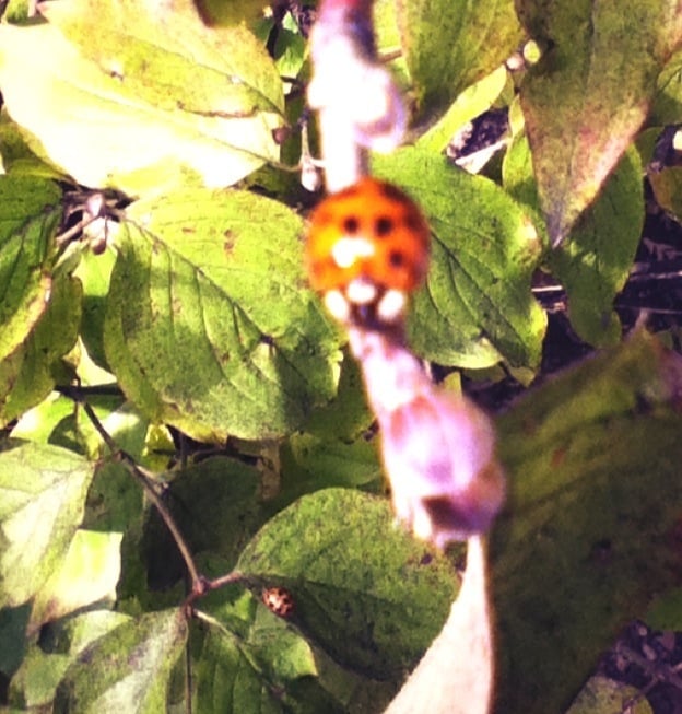 ACKERMAN PARK - Updated November 2024 - McDaniel St & Central St ...