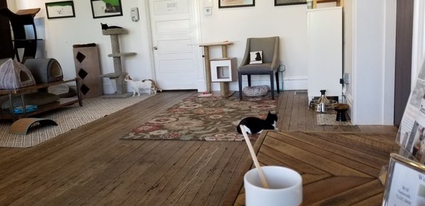 TENTH LIFE CAT RESCUE - Updated August 2025 - 143 Photos - 3202 ...