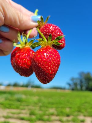 COLUMBIA FARMS U-PICK - TEMP. CLOSED - Updated January 2026 - 120 ...