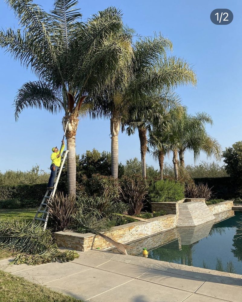 ALL POINTS TREE SERVICE - Updated November 2024 - 68 Photos - Modesto ...