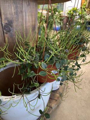 JUNGLE BOX - 25 Photos & 13 Reviews - 1735 E McDowell Rd, Phoenix, AZ ...