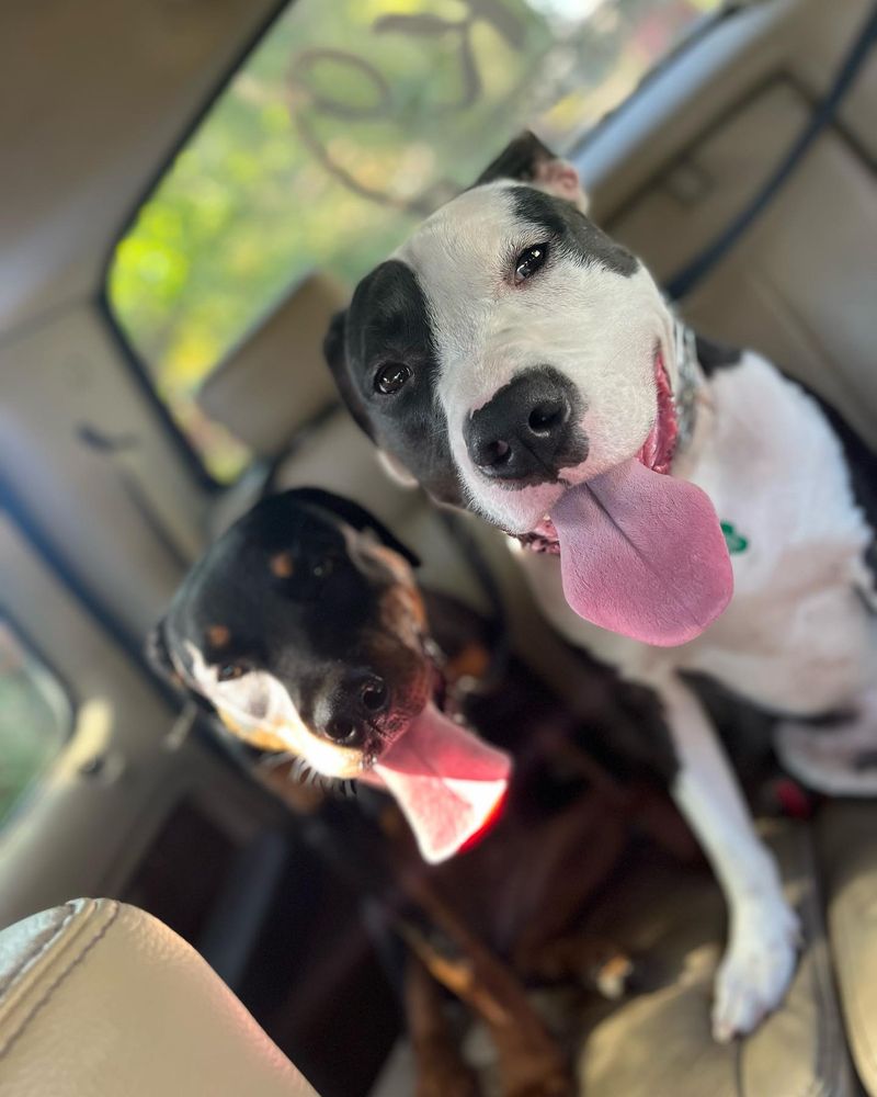 RESCUE REHAB - Updated November 2024 - Request Information - 1801 ...