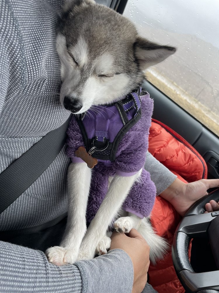 THE DOG CHALET - Updated January 2026 - 29 Reviews - 850 Little Beaver ...