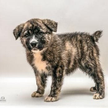 THE HUMANE SOCIETY’S PETS FUR PEOPLE - Updated July 2025 - 29 Photos ...
