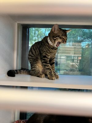 ARIZONA HUMANE SOCIETY - PAPAGO PARK CAMPUS - Updated January 2026 - 49 ...